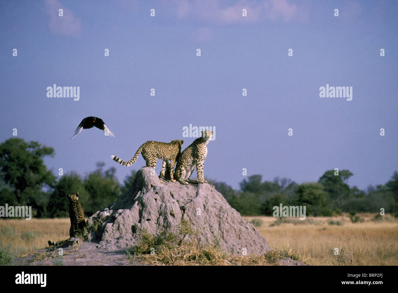 Cheetah and sub adult cubs on a termite mound and ground hornbill in ...