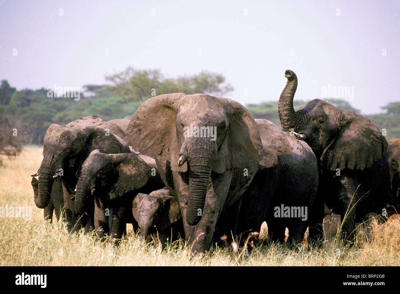 Muddy African elephant breeding herd gathered together (Loxodonta ...