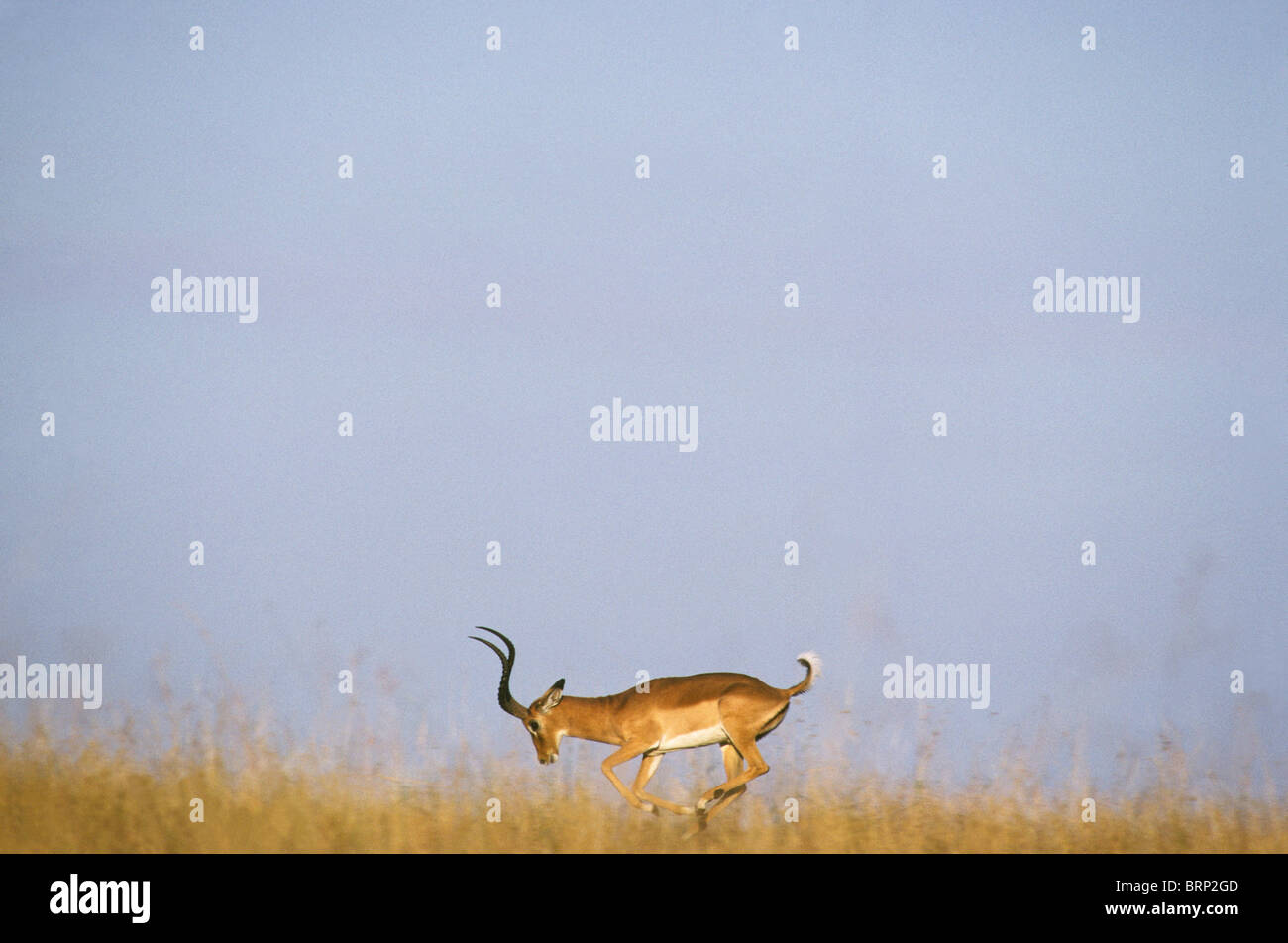 Impala during rut (Aepyceros melampus Stock Photo - Alamy