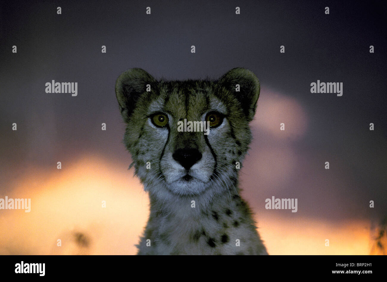 Head-on portrait of Cheetah at sunset (Acinonyx jubatus Stock Photo - Alamy