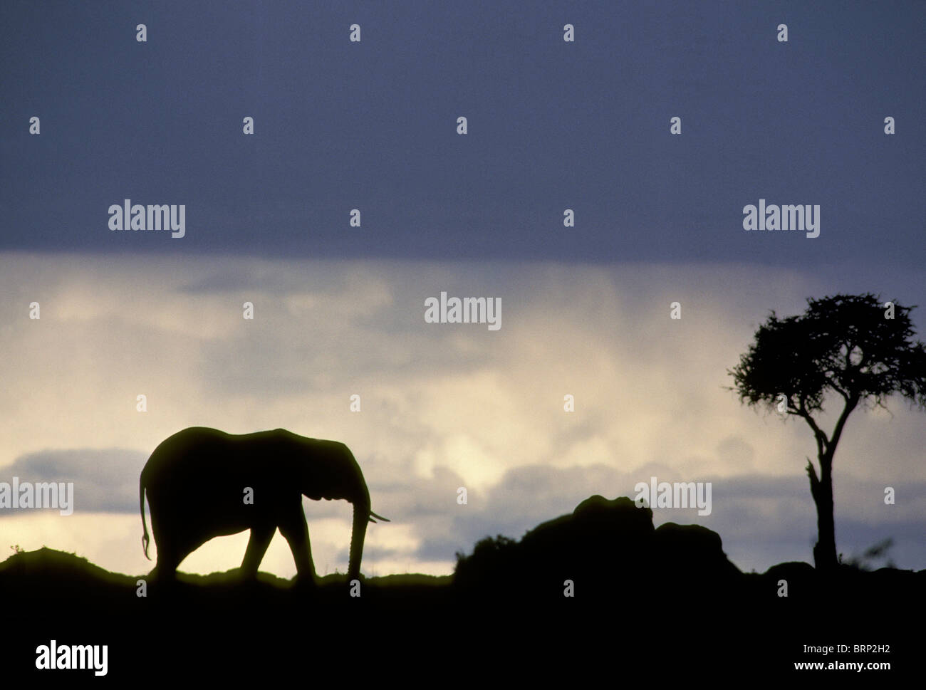 African elephant silhouetted at dusk with storm clouds (Loxodonta ...