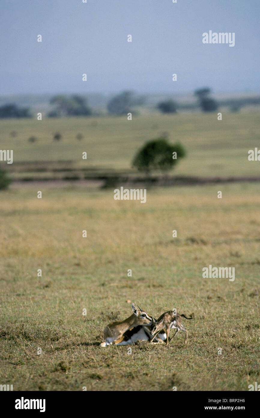 Thomson's gazelle and newborn fawn (Gazella thomsoni Stock Photo - Alamy