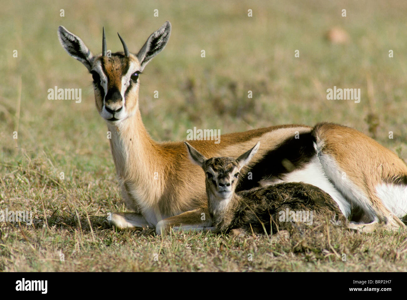 Thomson's gazelle and newborn fawn (Gazella thomsoni Stock Photo - Alamy