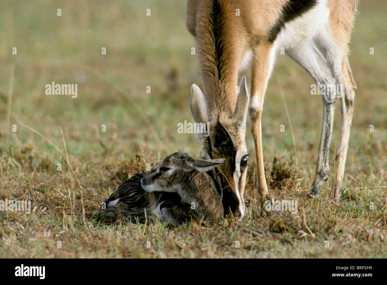 Thomson's gazelle nudging newborn fawn (Gazella thomsoni Stock Photo ...
