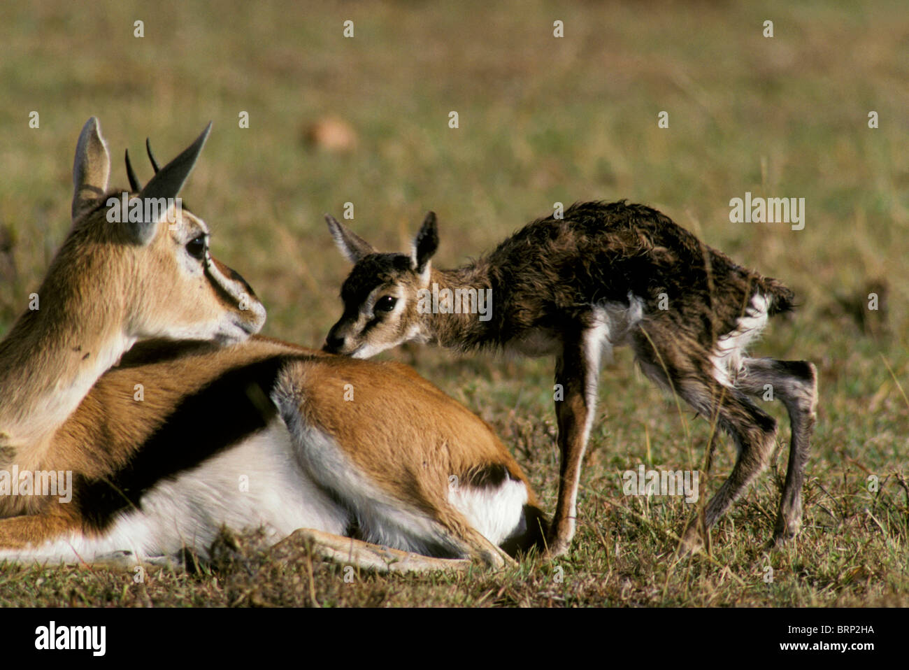 Thomson's gazelle and newborn fawn (Gazella thomsoni Stock Photo - Alamy