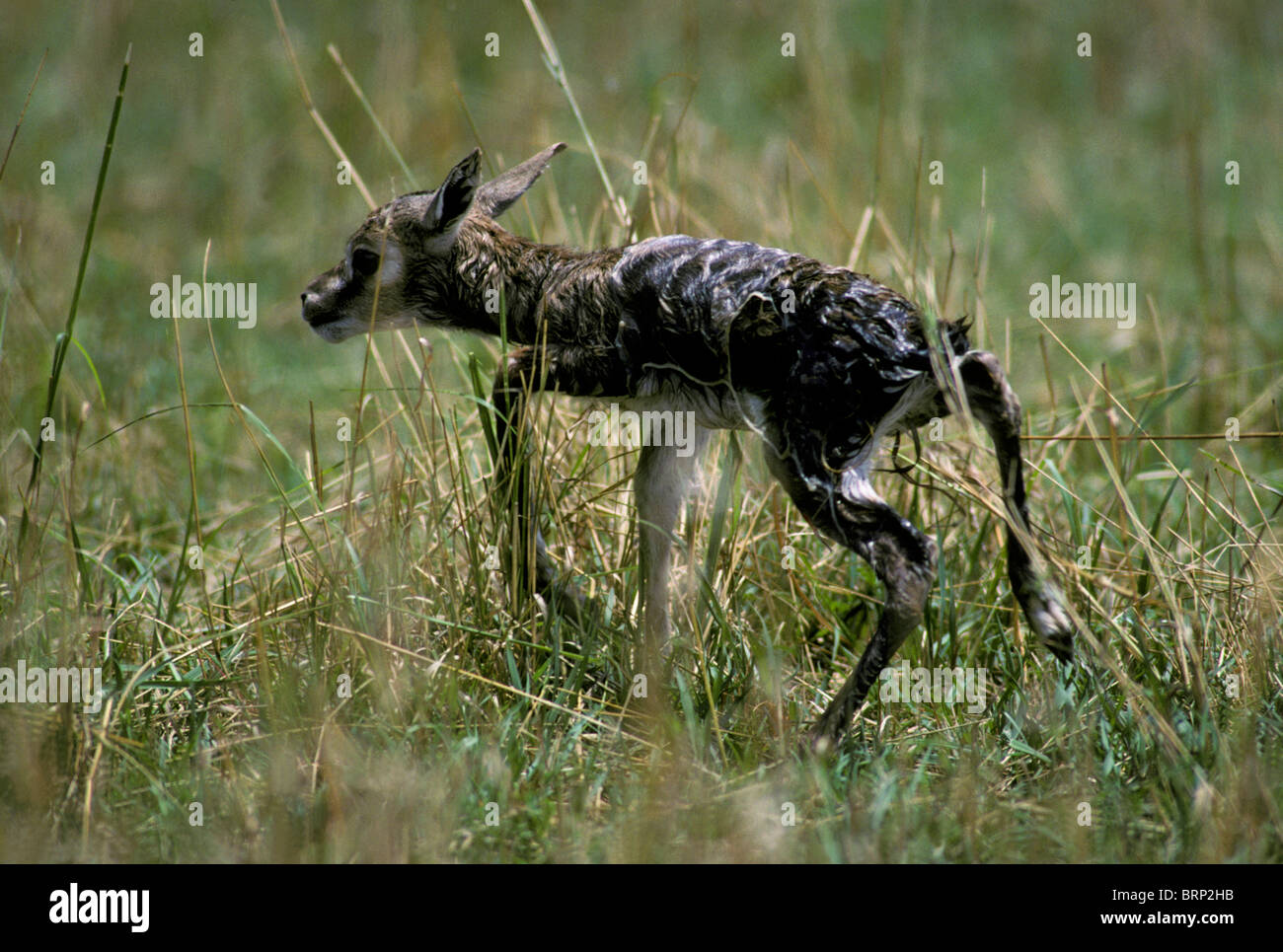 Newborn Thomson's gazelle fawn (Gazella thomsoni Stock Photo - Alamy