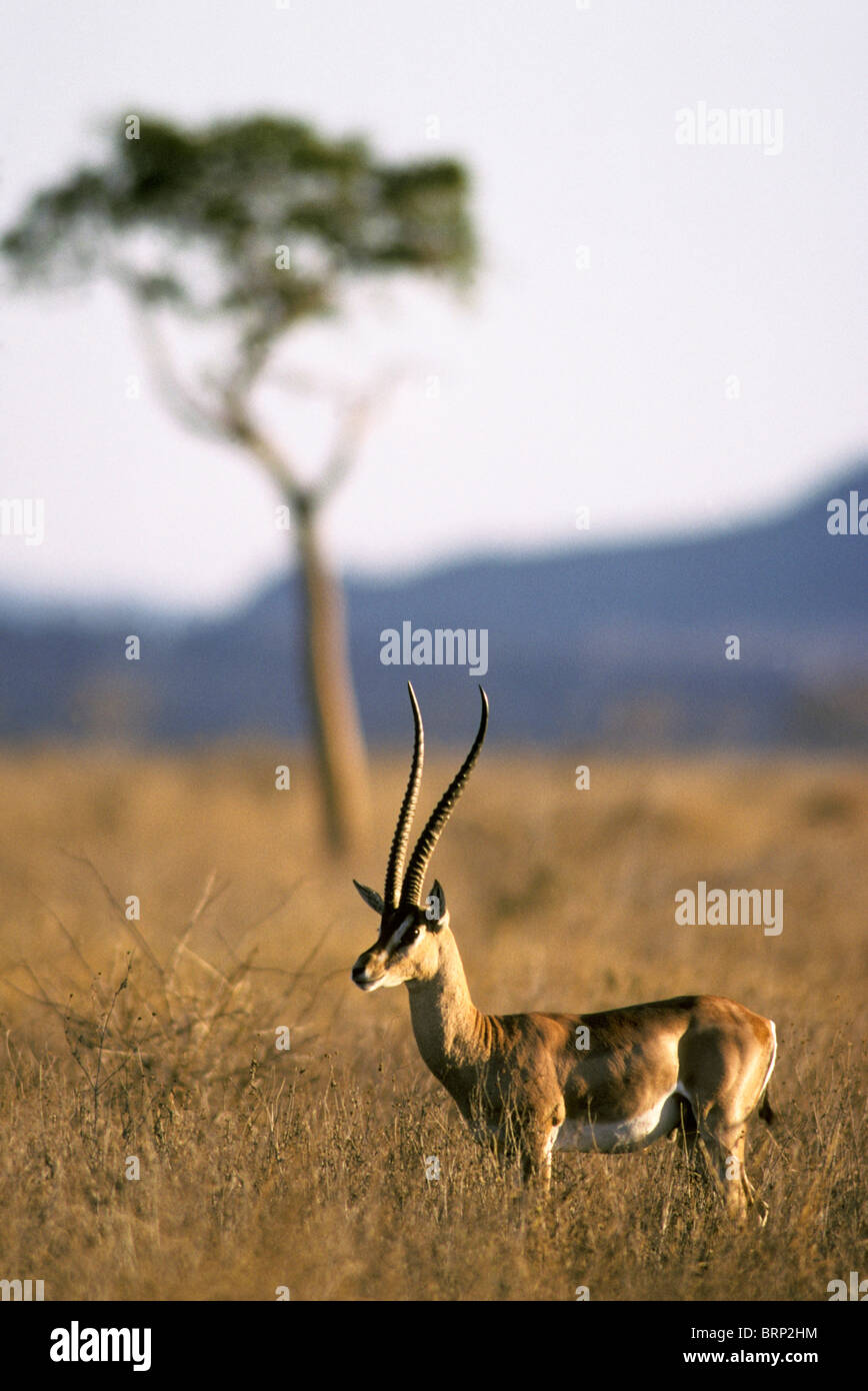 Grant's gazelle standing in long dry grass Stock Photo - Alamy