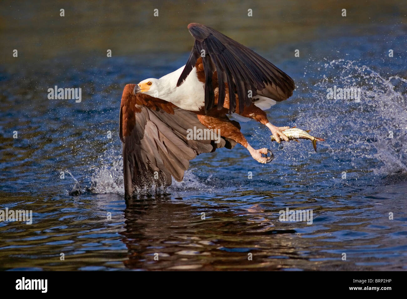 African Fish Eagle with a freshly-caught tiger fish in its talons Stock ...