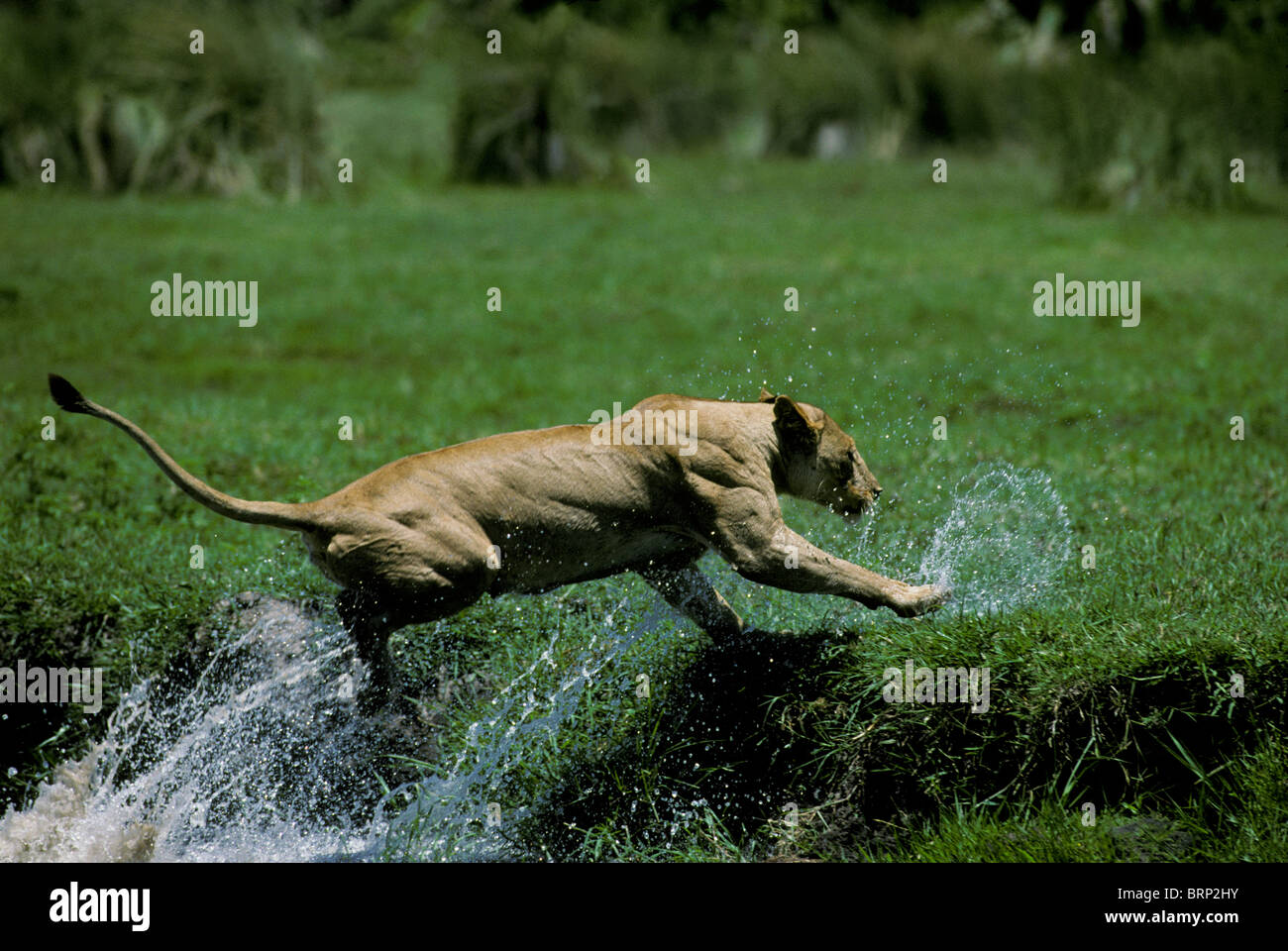 Lioness Leaping