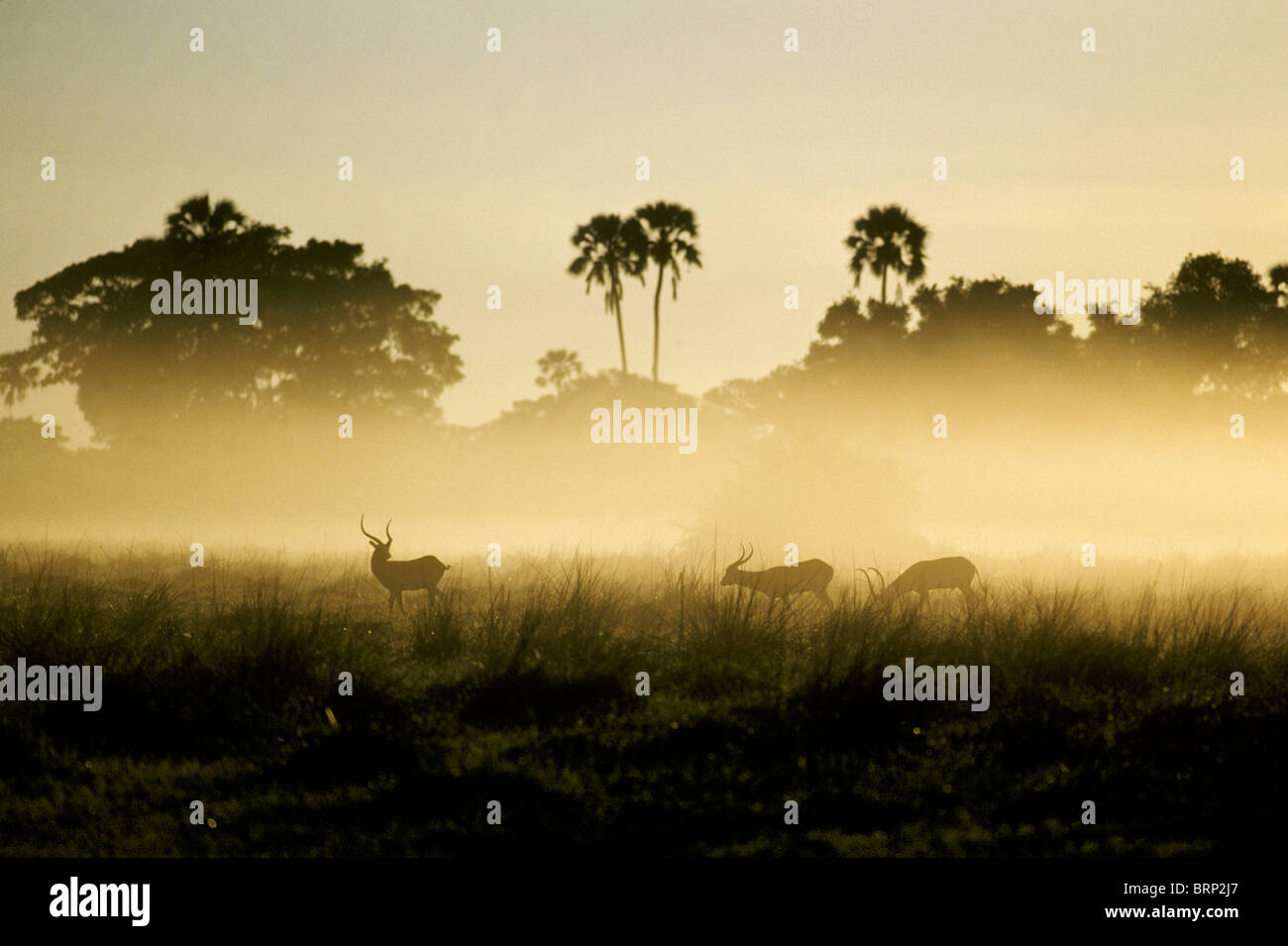 Red lechwe silhouetted in a misty dawn (kobus leche Stock Photo - Alamy