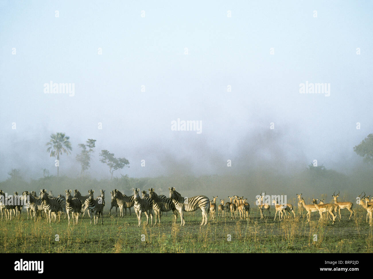 Zebra and impala hi-res stock photography and images - Alamy