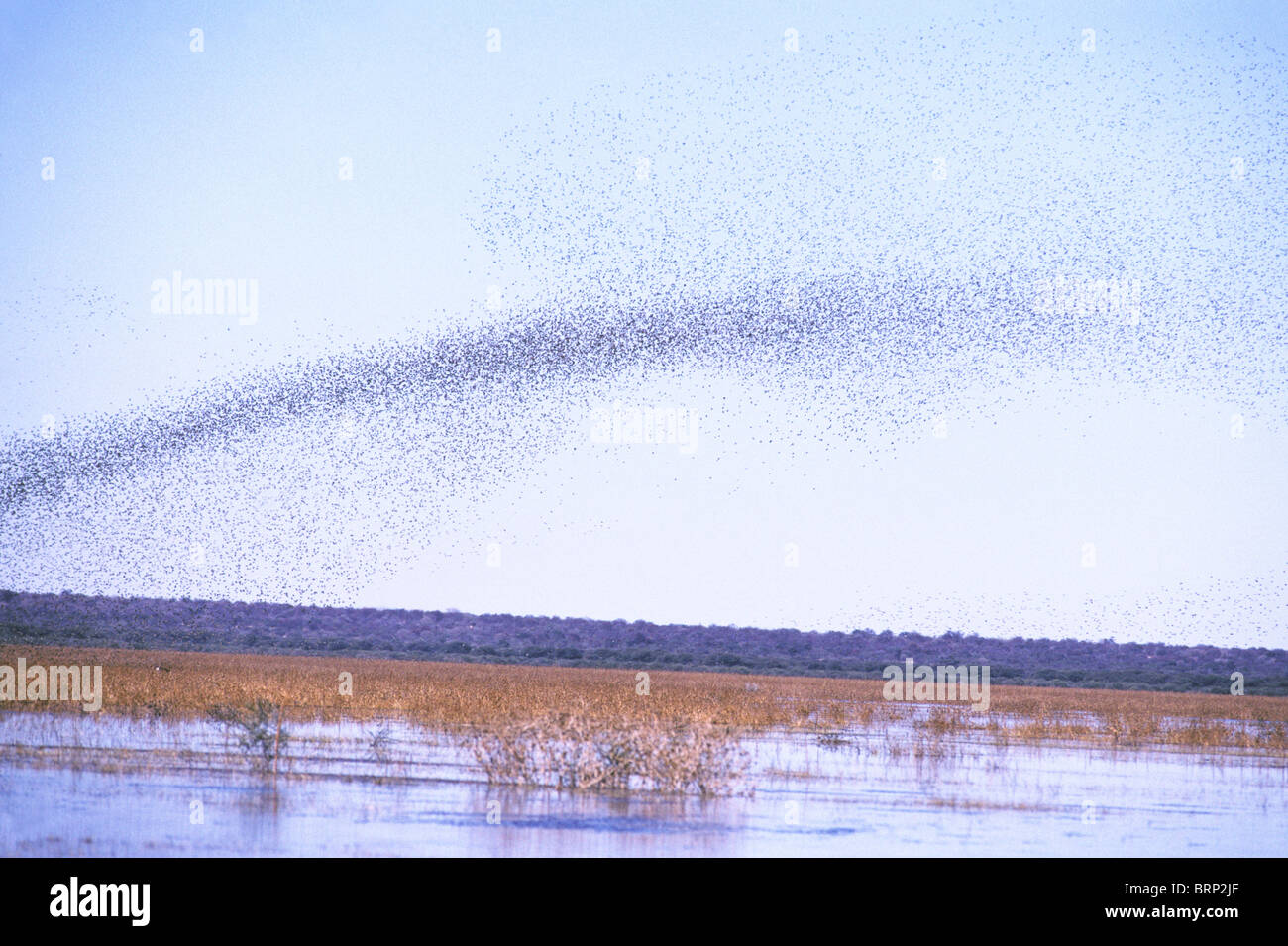 Red billed quelea swarms (Quelea quelea Stock Photo - Alamy