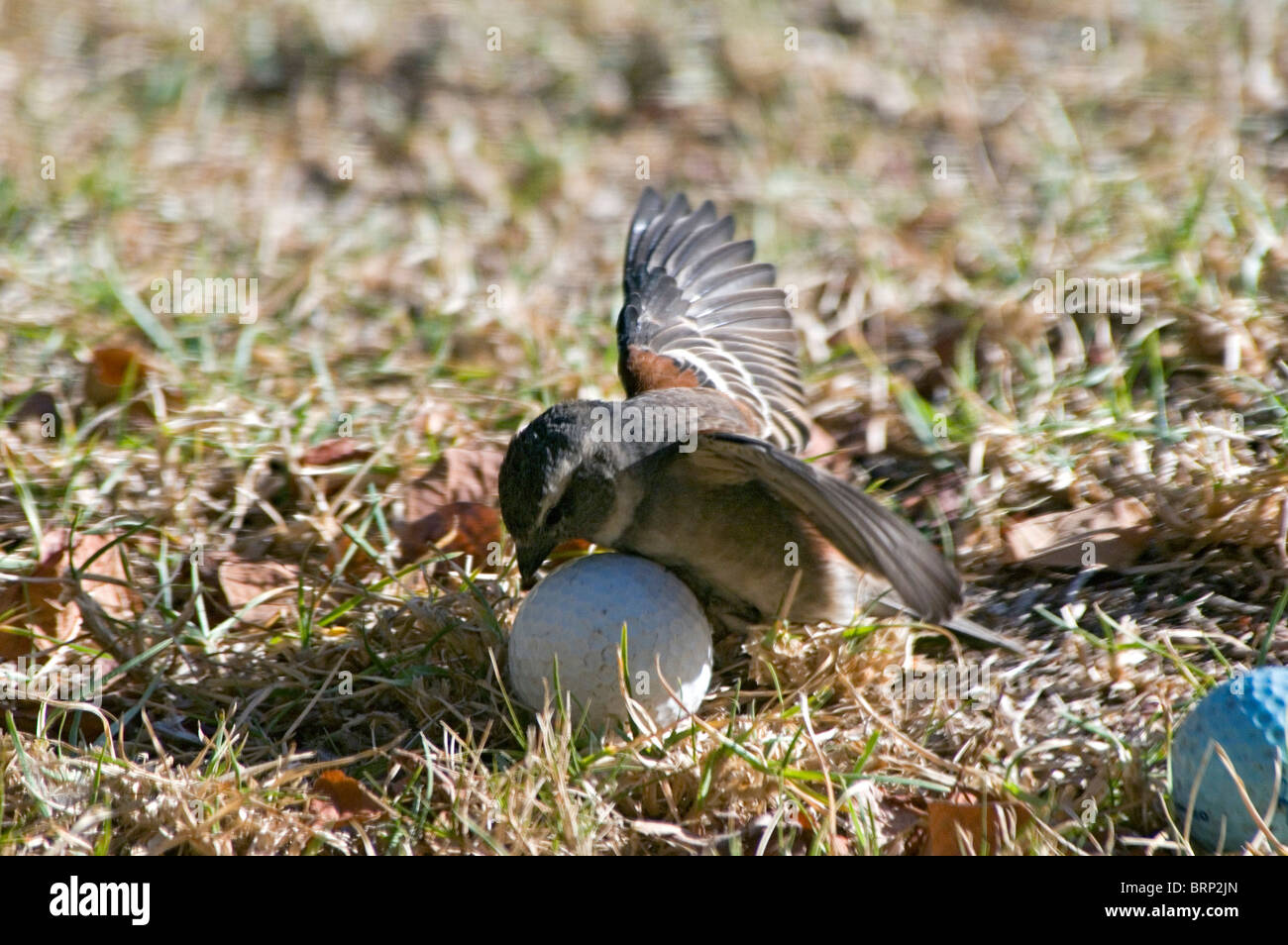 African sparrow hi-res stock photography and images - Alamy