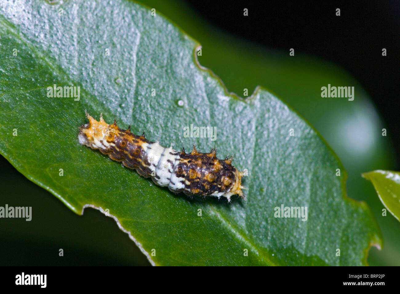 Early instar larva of Citrus Swallowtail / Orange Dog, resembling a ...