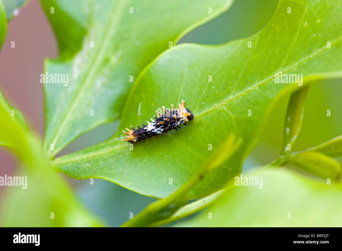 African swallowtail hi-res stock photography and images - Alamy