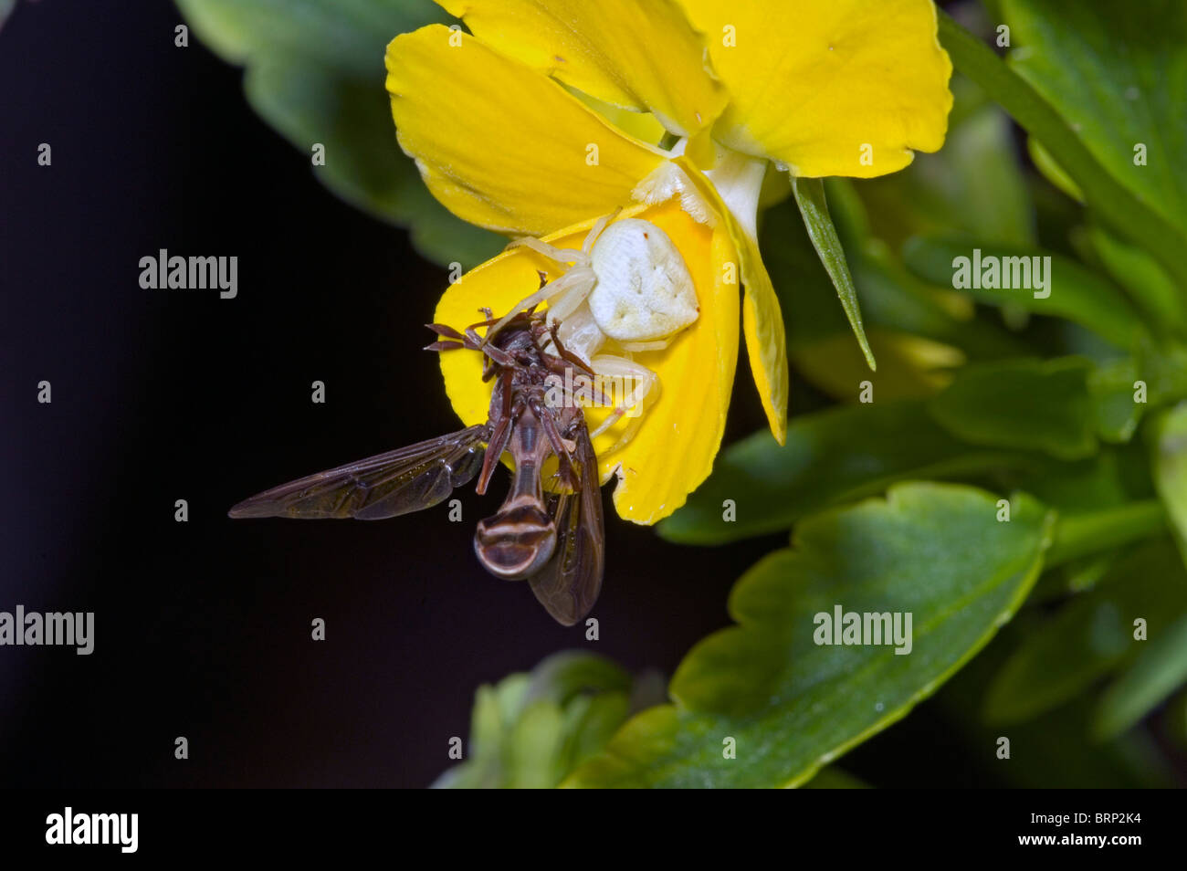 Big-headed Fly captured by crab spider whilst visiting flower Conopidae ...