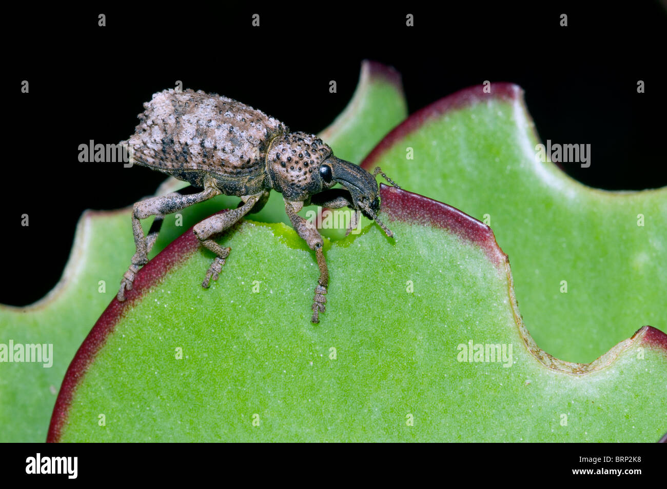 Weevils hi-res stock photography and images - Alamy