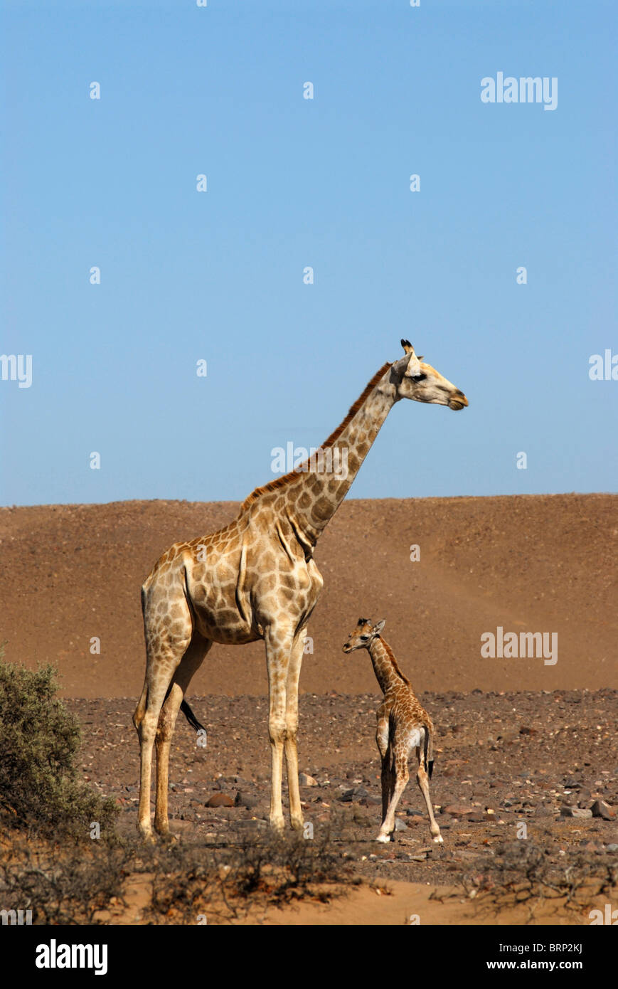 Giraffe family hi-res stock photography and images - Alamy