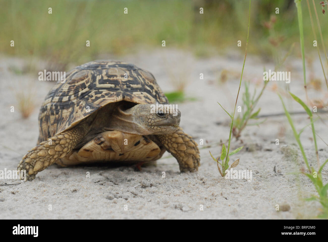 Tortoise neck hi-res stock photography and images - Alamy