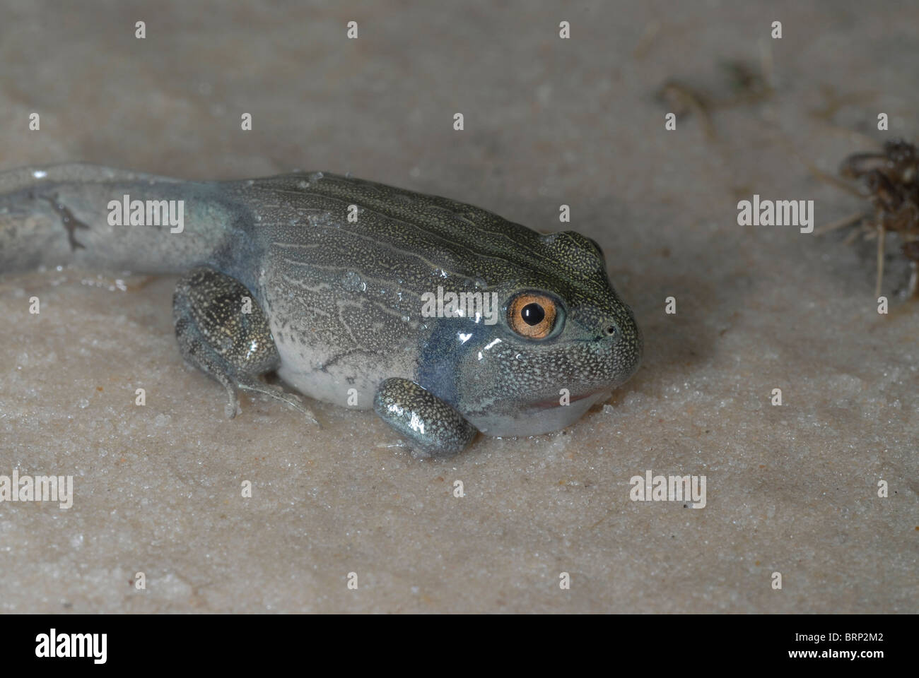 Bullfrog tadpole hi-res stock photography and images - Alamy