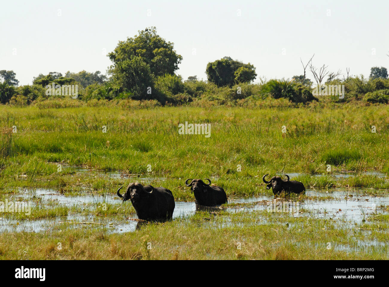 African water buffalo hi-res stock photography and images - Alamy