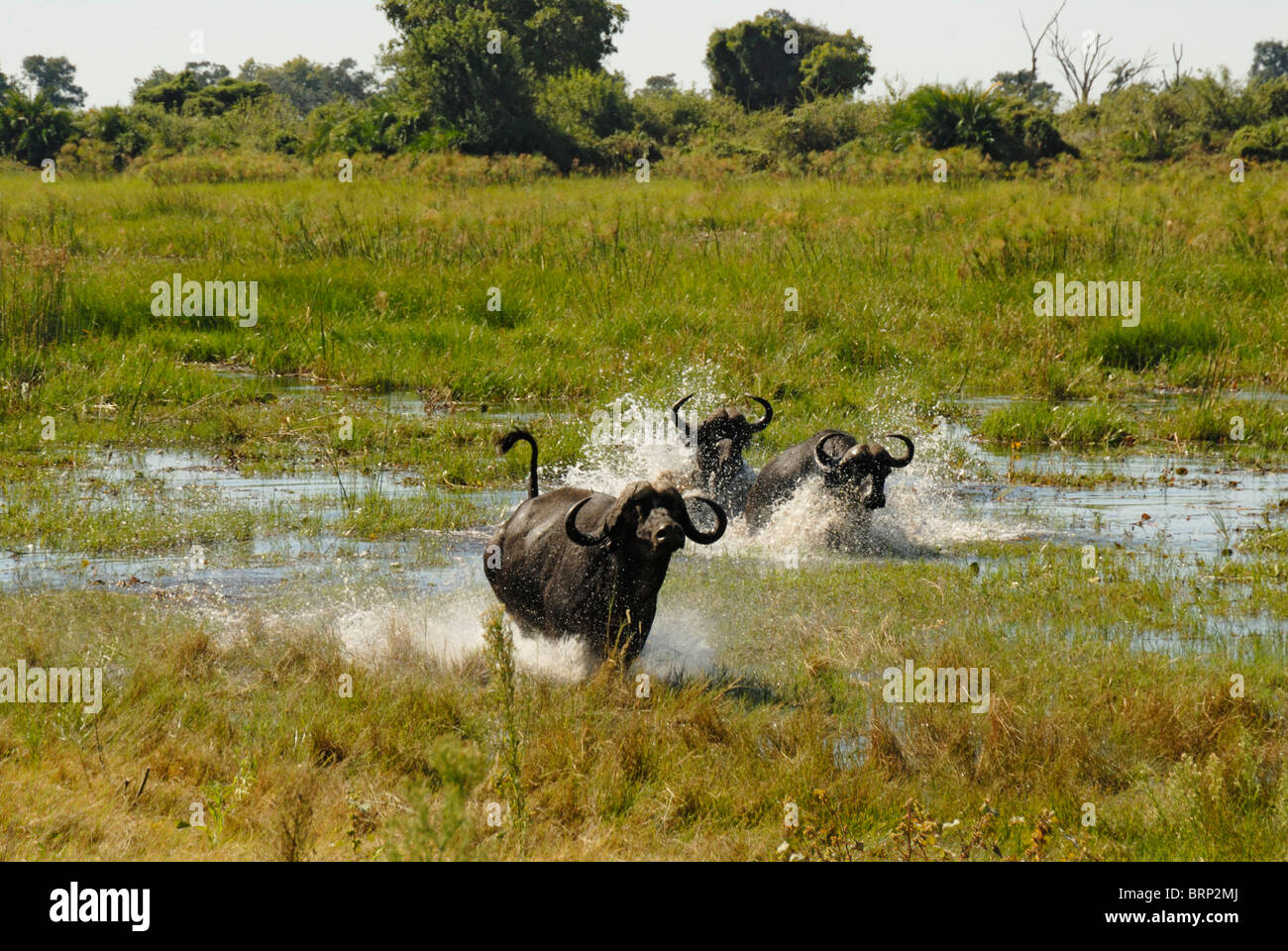 Buffalo bulls running through water (Chase sequence 4 of 21 Stock Photo ...