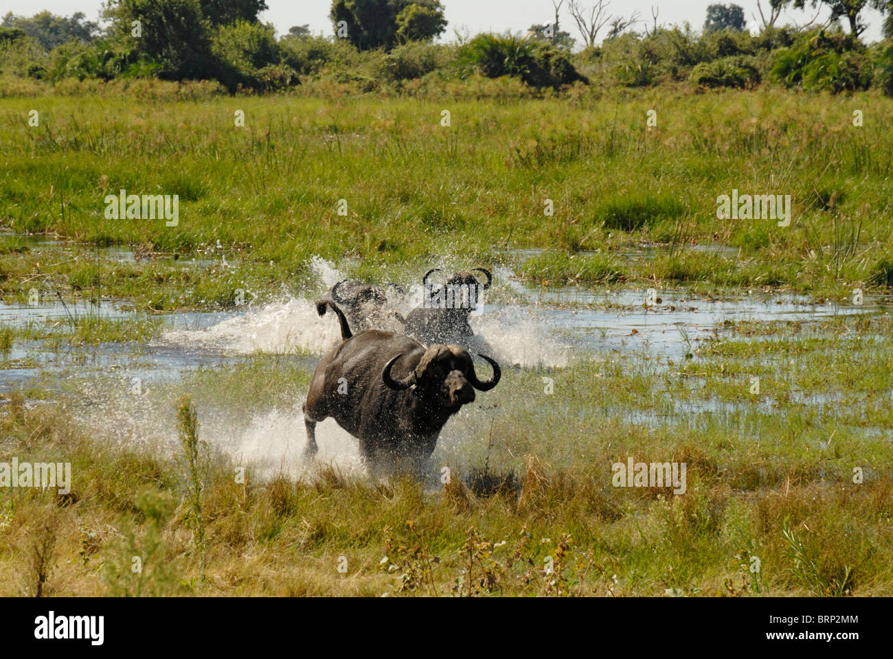 6 water bulls hi-res stock photography and images - Alamy
