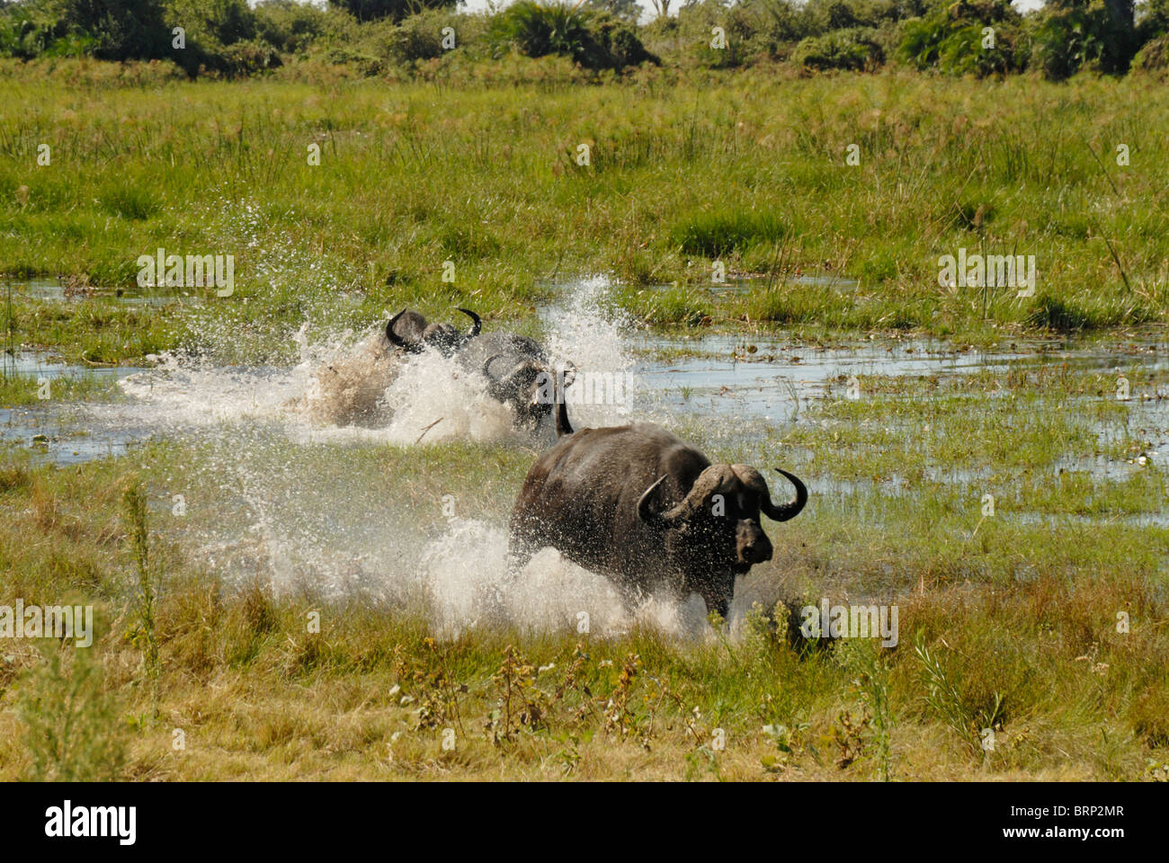 Buffalo bulls running through water (Chase sequence 8 of 21 Stock Photo ...