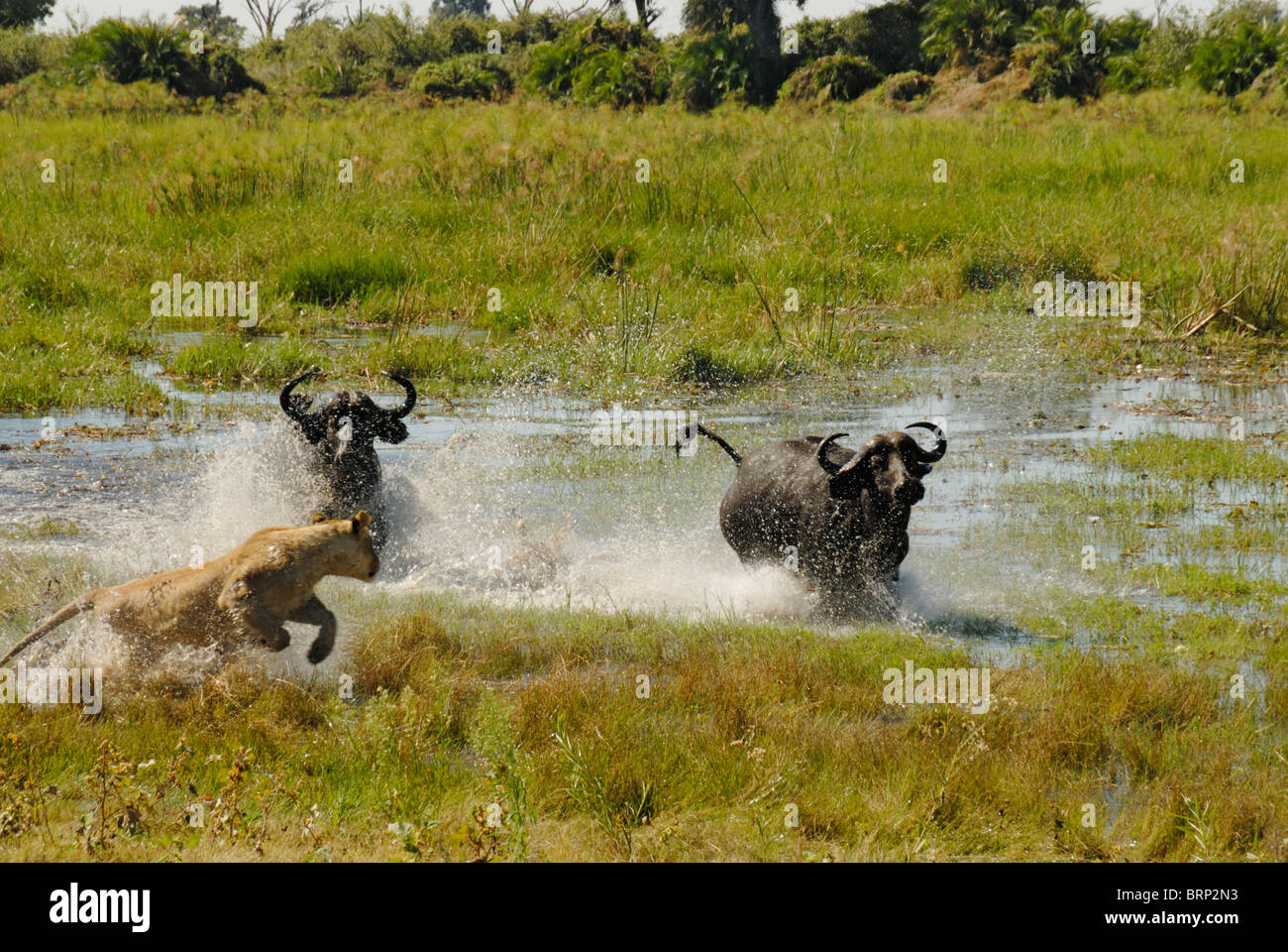 Lion chasing prey hi-res stock photography and images - Alamy