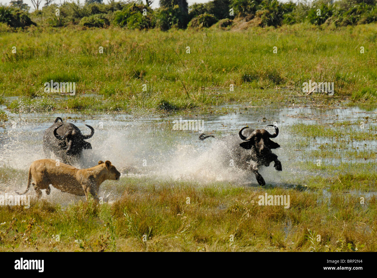 Lion chasing prey hi-res stock photography and images - Alamy