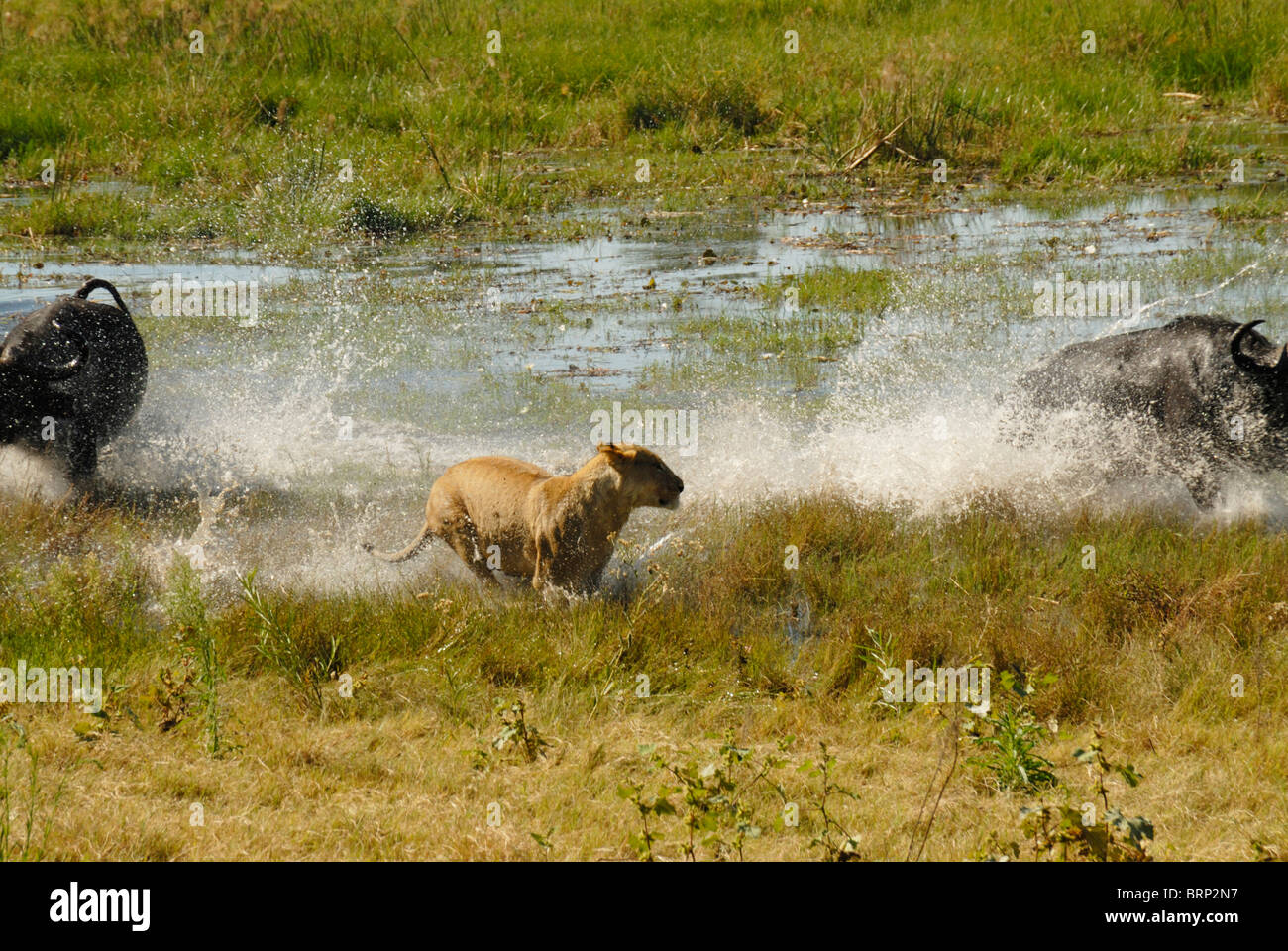 Lioness chasing buffalo bulls through water (Chase sequence 17 of 21 ...