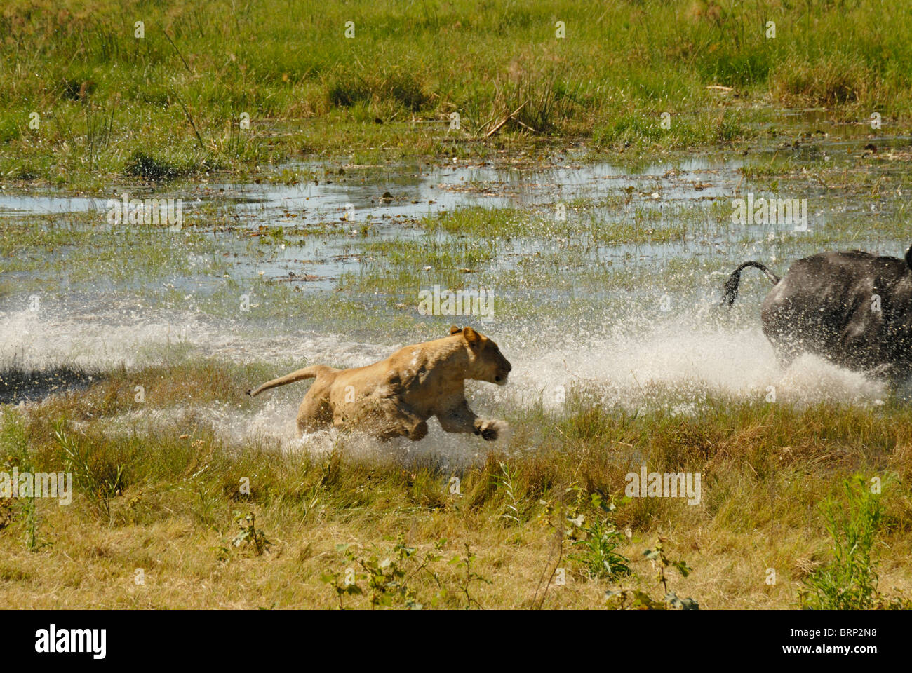 Male Lion Chasing Prey