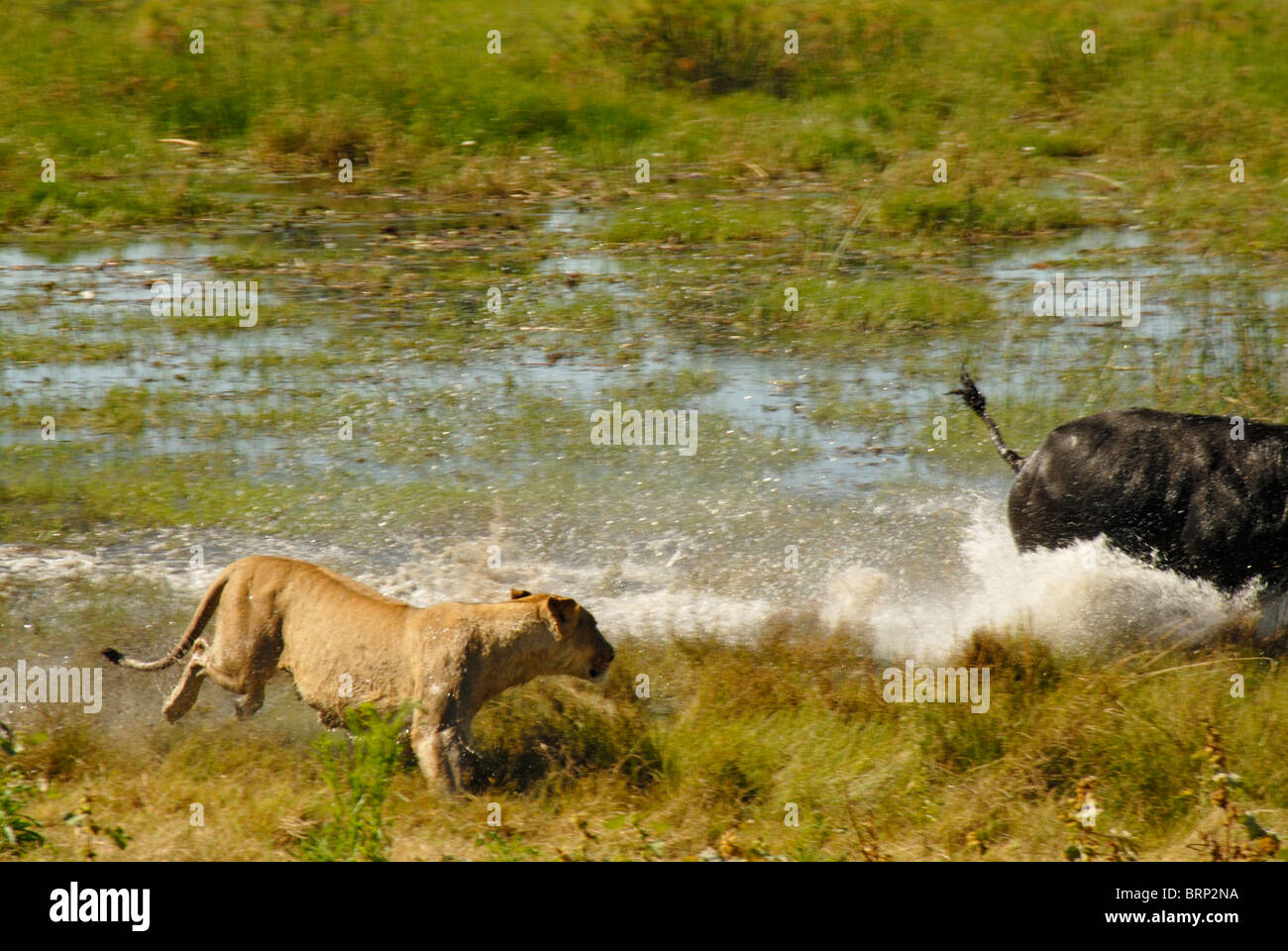 Lion Hunting Buffalo High Resolution Stock Photography and Images - Alamy