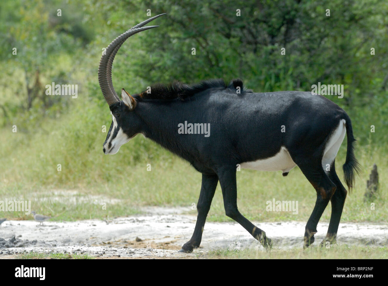 Male sable antelope Stock Photo - Alamy
