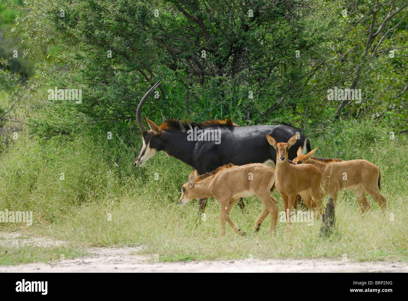 African antelope with curved horns hi-res stock photography and images ...