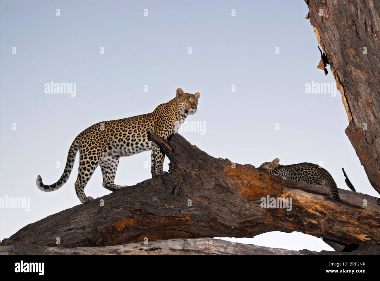 African leopard cub hi-res stock photography and images - Alamy