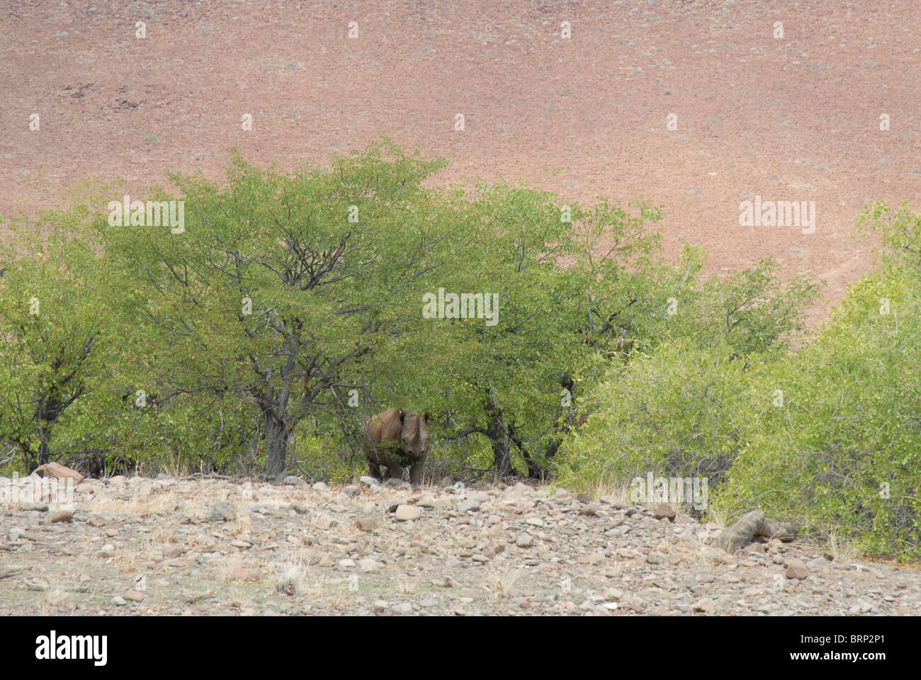 Black rhino on wooded slope Stock Photo - Alamy
