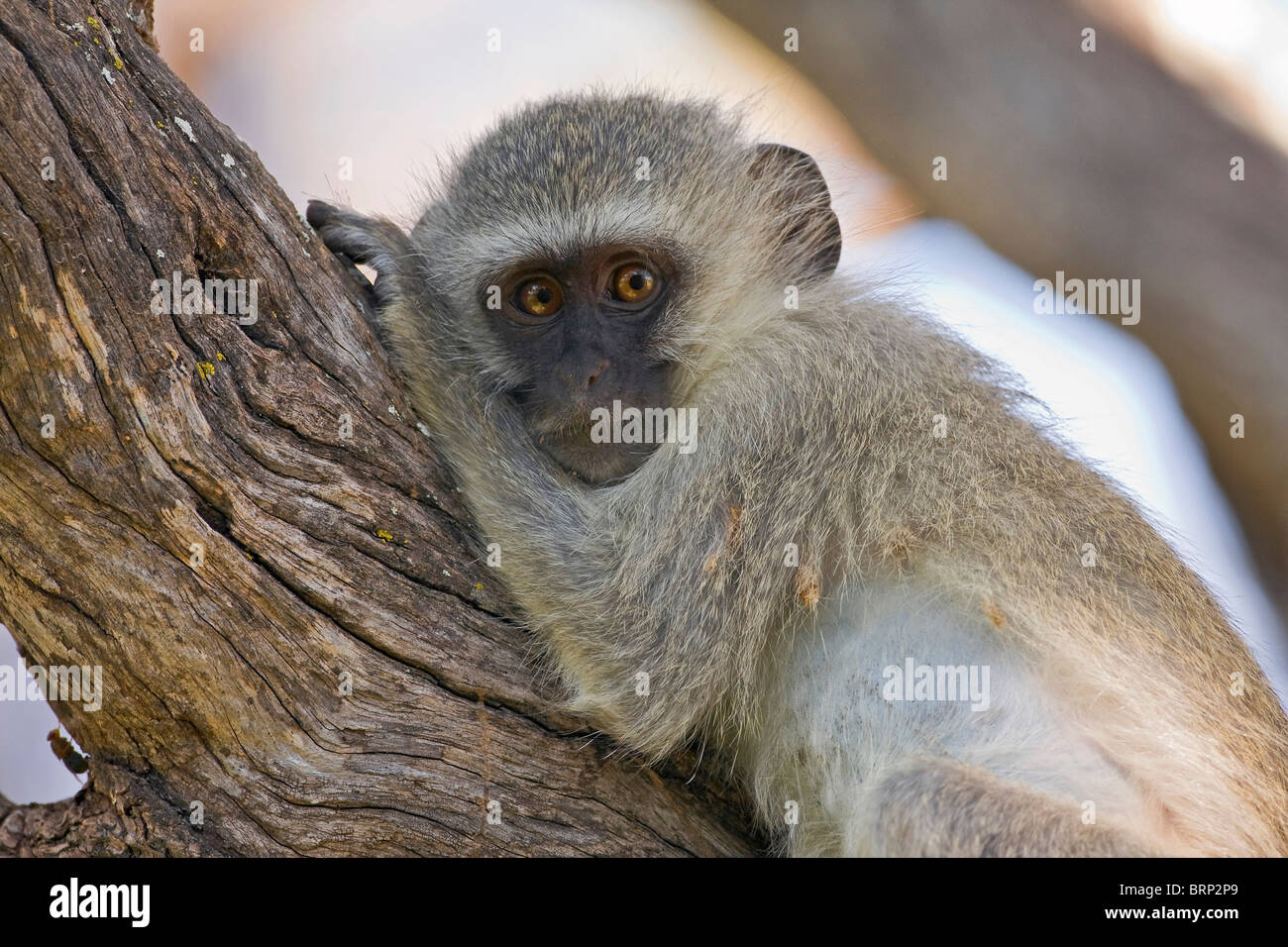 Vervet monkey hi-res stock photography and images - Alamy