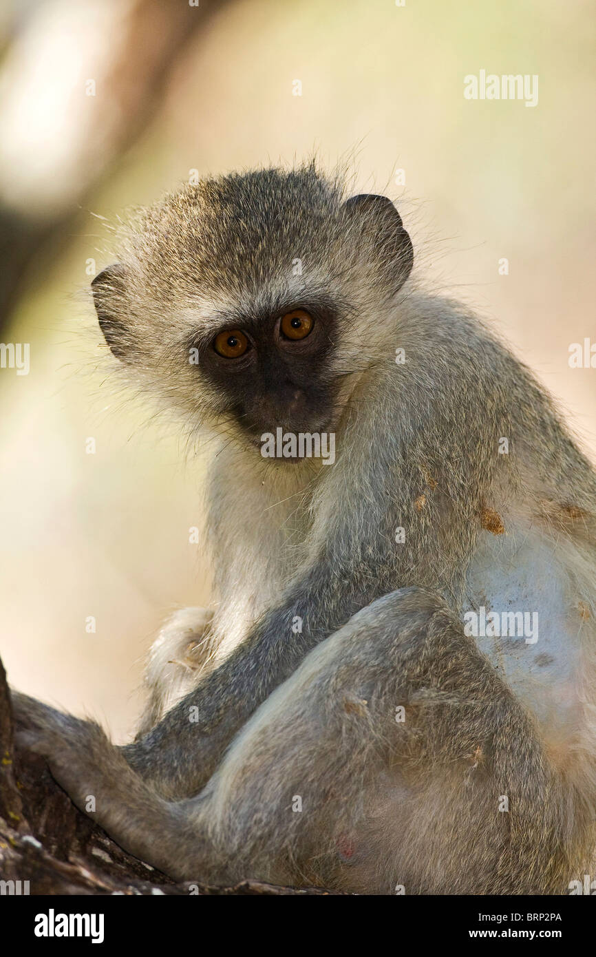 African grey monkey hi-res stock photography and images - Alamy