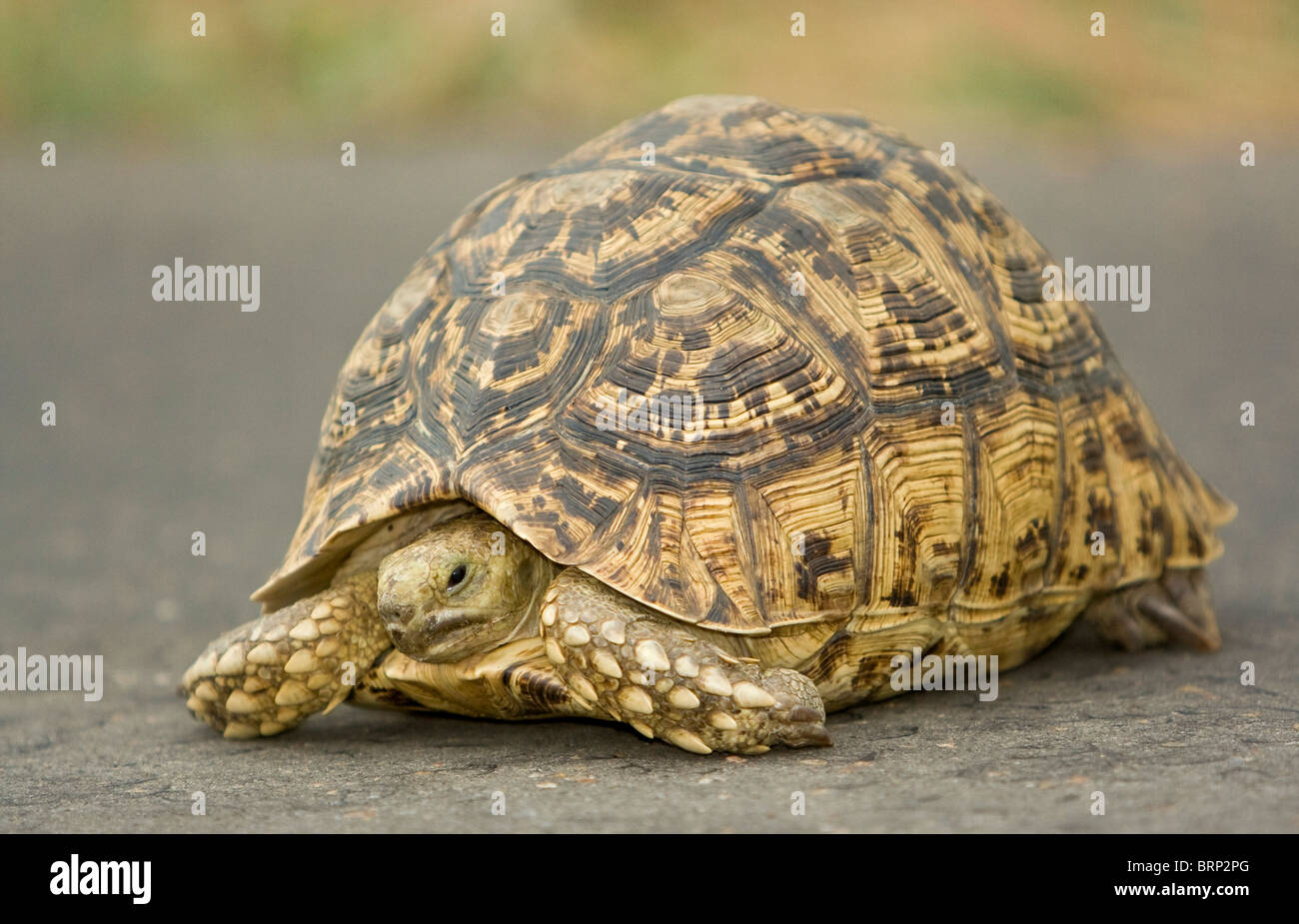 Tortoise pattern hi-res stock photography and images - Alamy
