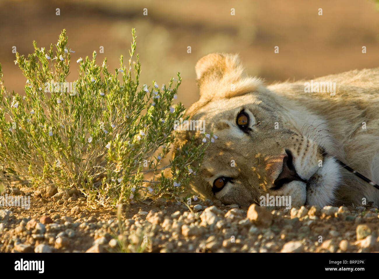 Lioness lying on her side with a porcupine quill stuck in her neck ...