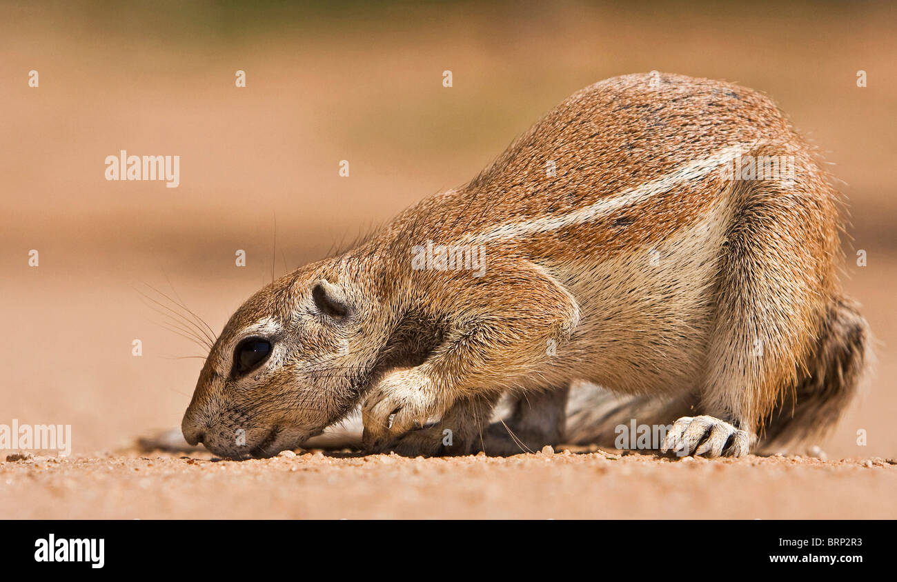 Low angle view of a Ground squirrel sniffing the ground Stock Photo - Alamy