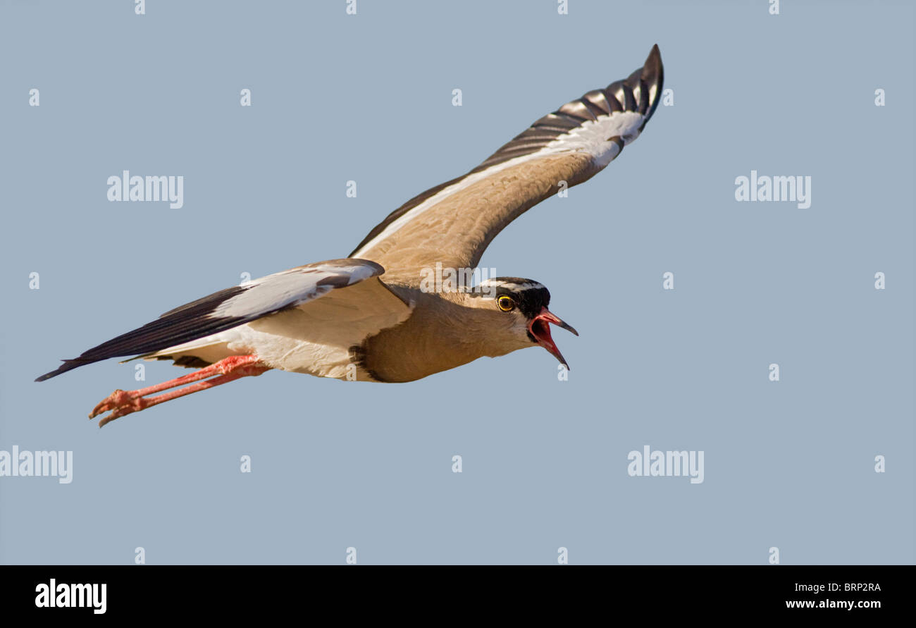 Crowned lapwing calling in flight Stock Photo - Alamy