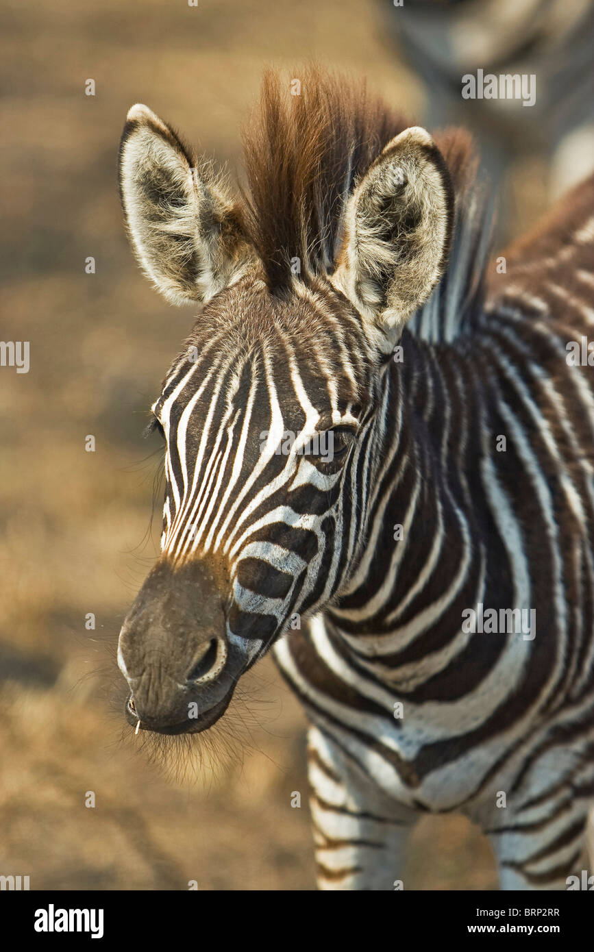 Spiky mane hi-res stock photography and images - Alamy