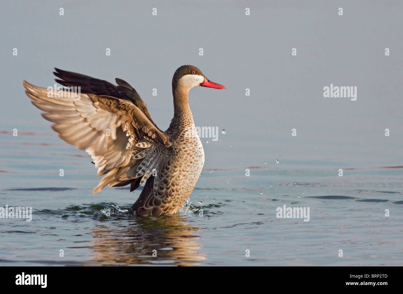 Flapping your wings hi-res stock photography and images - Alamy