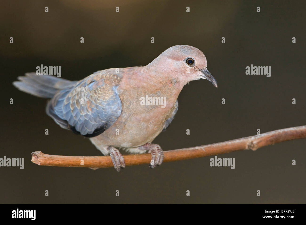 Dove with branch hi-res stock photography and images - Alamy