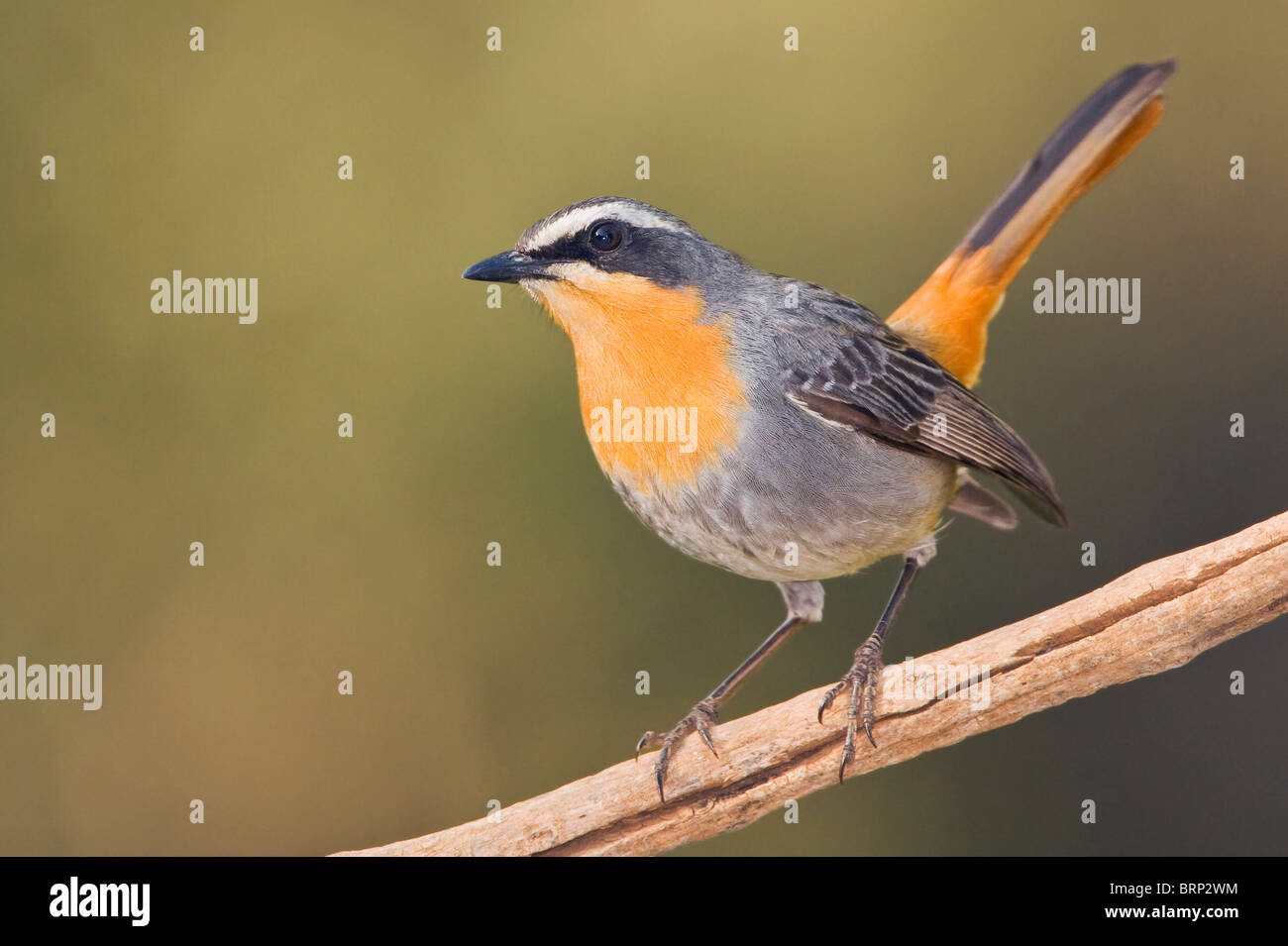 Cape Robin High Resolution Stock Photography and Images - Alamy
