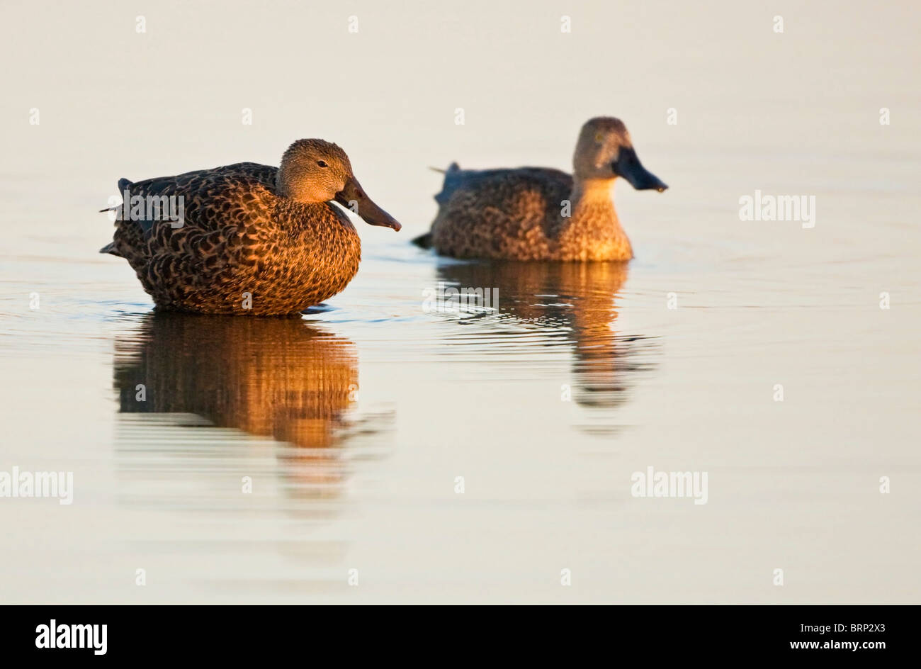 Shoveller High Resolution Stock Photography and Images - Alamy