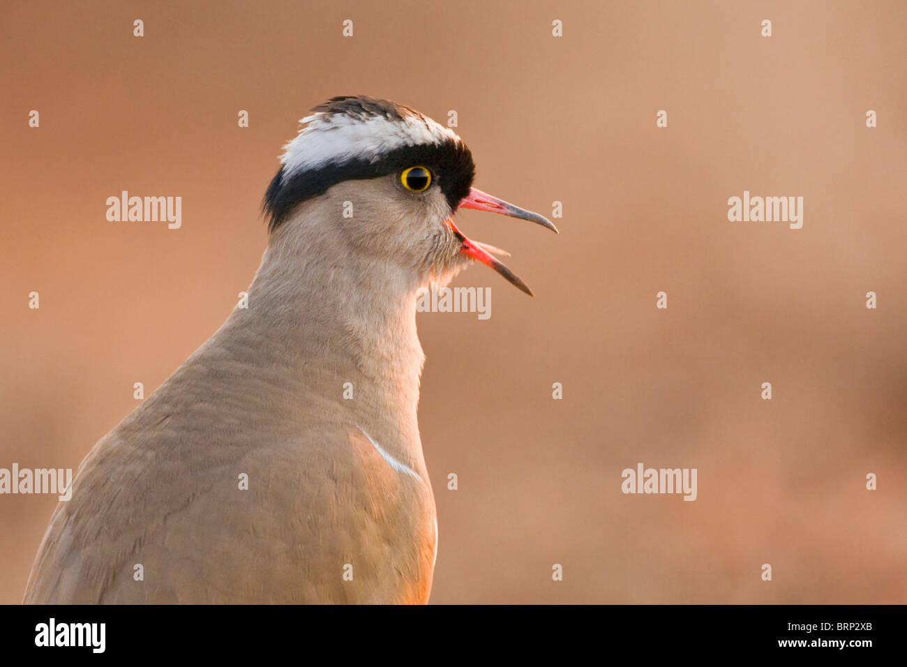Rearview portrait of a Crowned lapwing calling Stock Photo - Alamy