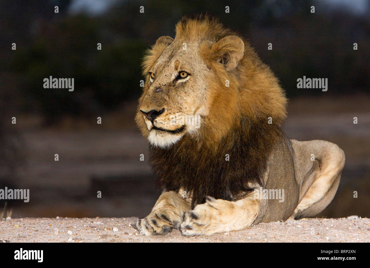 Sideview of a Lion resting on the ground at dusk Stock Photo - Alamy